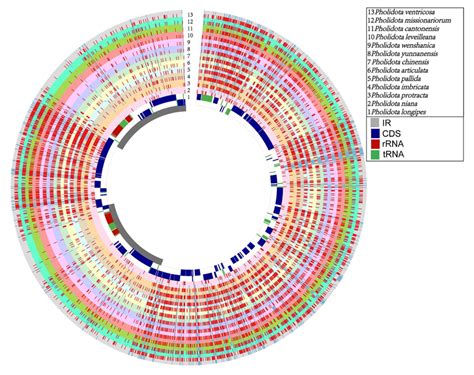 An Overview Of Snp And Indel Variants Among Thirteen Cp Genomes Of