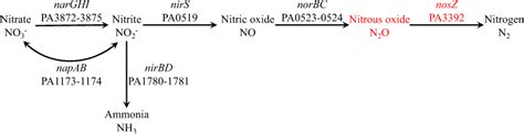 Nitrogen Metabolism Pathways Utilized By Pseudomonas Aeruginosa