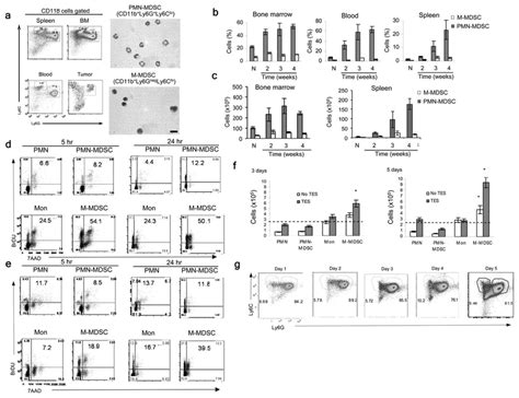 Mdsc Populations In Tumor Bearing Mice A Flow Cytometry Analysis Of