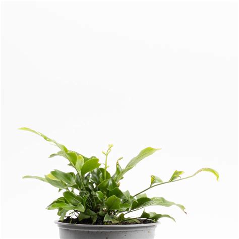 Asplenium Oblonolium — Kauri Park