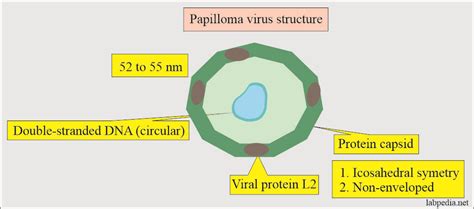 Human Papillomavirus Structure