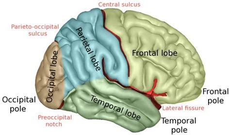 La corteza cerebral funciones y partes con imágenes y esquemas