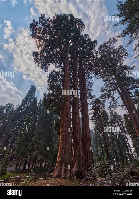 A Low Angle Shot Of Giant Sequoia Trees Under Blue Bright Sky In