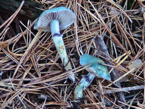 Stropharia Aeruginosa