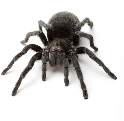 Tonnenweise Spinnen Fressen Mehr Insekten Als Menschen Fleisch Welt
