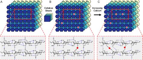 A Cellulose Consists Of Long Chains Of β 1−4 Linked D Glucose Units Download Scientific