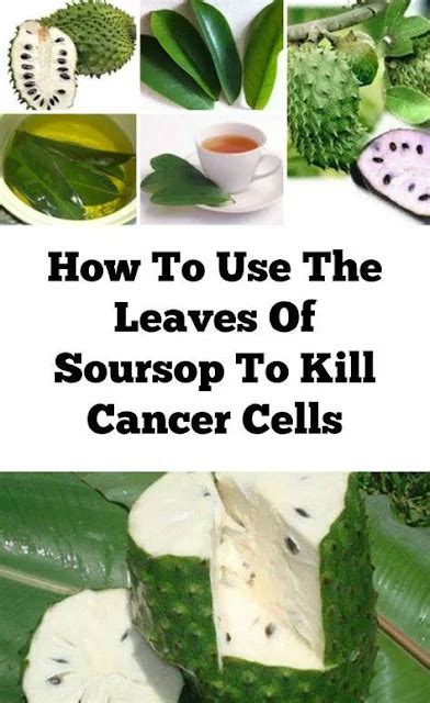 How To Use The Leaves Of Soursop To Kill Cancer Cells 1000 Times