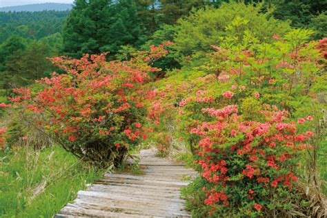 美し森天女山花と絶景コースやまなしハイキングコース100選