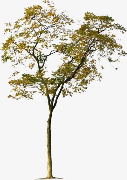Gymnocladus Dioica Treedwg Thousands Of Free Cad Blocks