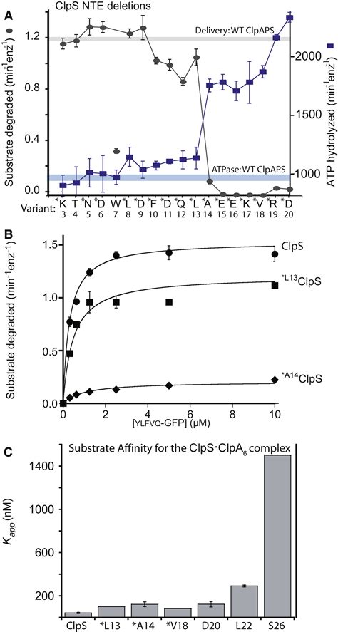 The Clps Adaptor Mediates Staged Delivery Of N End Rule Substrates To The Aaa Clpap Protease