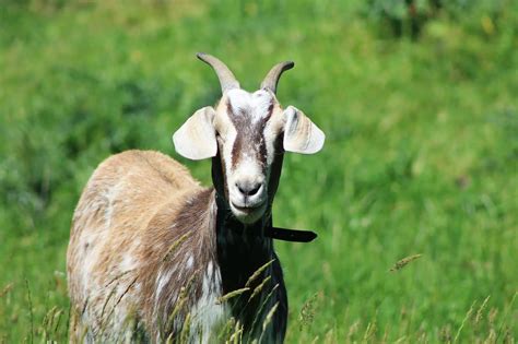 The Sheep And Goat Farming Market Italy 11 2023 Businesscoot