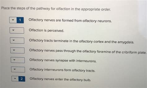 Olfactory Pathway Steps