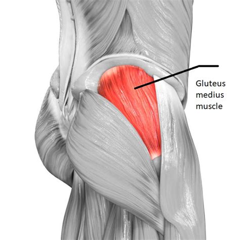 Hip Abduction Muscles Name
