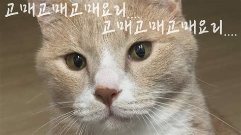 Vlog 해쭈님 고매요리 칠리오일누들 따라해먹기 Youtube