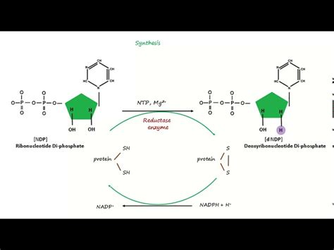 Deoxyribonucleotide