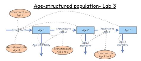 Clone Of Lab 3 Exercise 4 Age Structured Models In Insightmaker Insight Maker