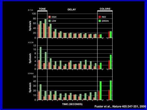 PPT - Cortical Dynamics of Working Memory PowerPoint Presentation, free download - ID:232076