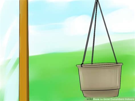 How To Grow Cucumbers Indoors 13 Steps With Pictures Wikihow