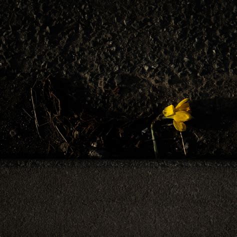 Cennin Pedr The Roots And Reach Of The Wild Daffodil