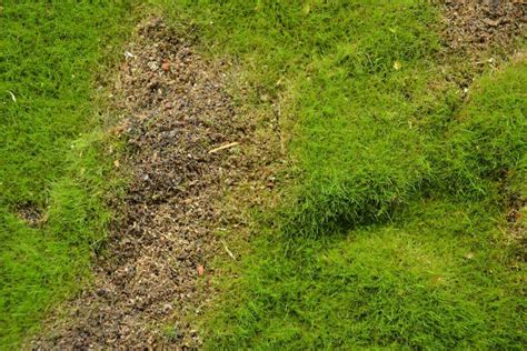 Wild Grass Type 4 Reality In Scale