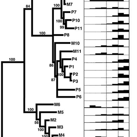 Phylogeny And Size Distribution Of Substrate Samples Bayesian