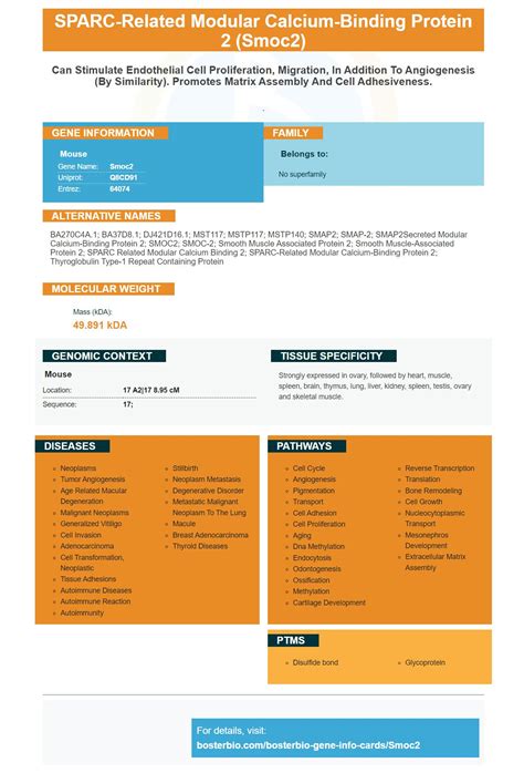 Smoc2 Antibodies And Elisa Kits Smoc 2 Proteins