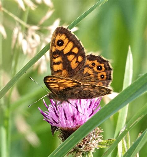 Lincolnshire Field Trip To Saltfleetby Theddlethorpe Dunes Nnr Saturday 6 August 2022