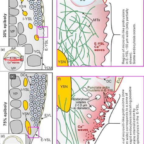 Morphology Of The Membrane Surface Protrusions And Localization Of