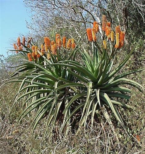 Aloe Rupestris Bottle Brush Aloe Seeds Seeds For Africa