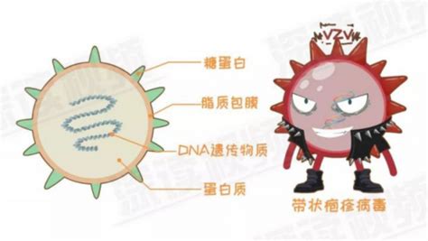 带状疱疹的诱因是什么？如何有效治疗？