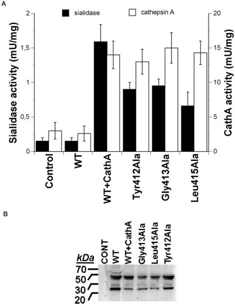 Expression Of Mutant Sialidase In Cos 7 Cells A Specific Sialidase