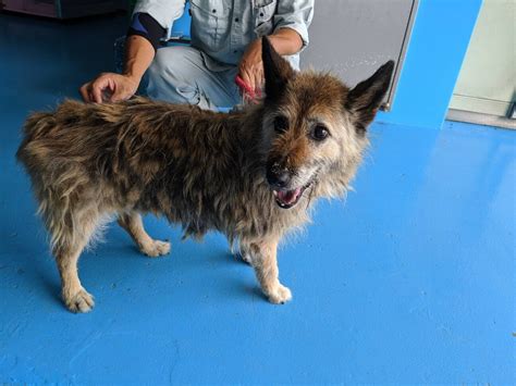 「この子を助けてください。」愛知県 犬の里親募集324977 2枚目の画像 ペットのおうち【里親決定25万頭！】
