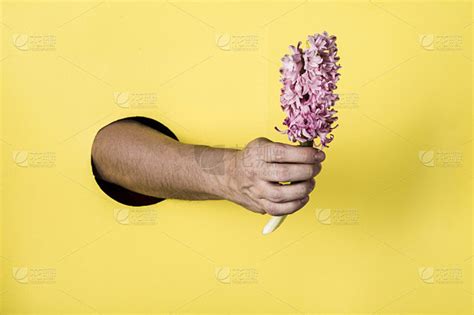 一只手从纸墙上的一个洞里伸出来拿着黄色背景上的风信子花侧视图