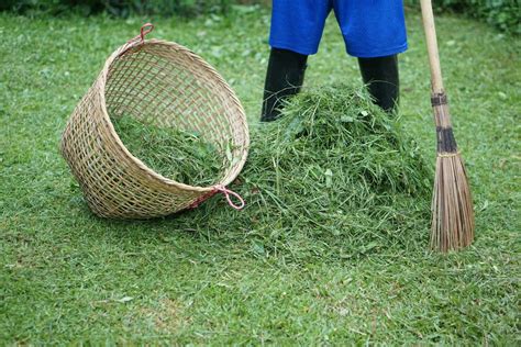 Close Up Man Holds Broom To Sweep Grass After Mowing And Put Into