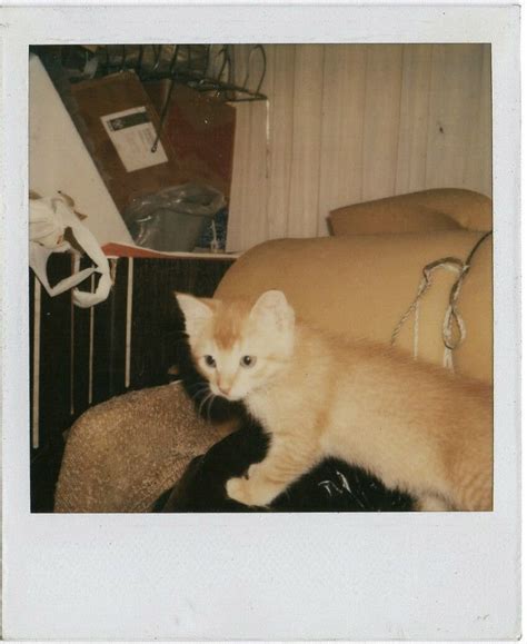 Pin By Karen Heuter On Cat Snapshots In 2024 Cute Cats Photos Cute
