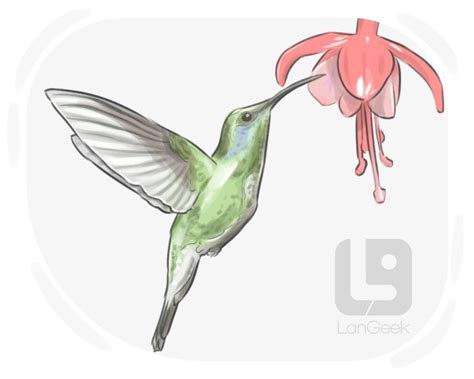 Definition And Meaning Of Hover Picture Dictionary
