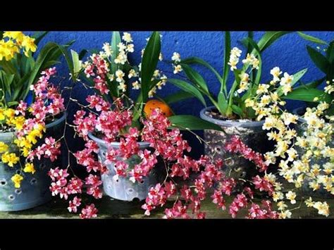 Sua Orquídea não floresce Faça isso JD Orquídeas Orquídeas