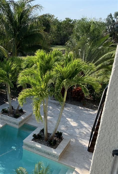 Adonidia Merrillii Christmas Palm