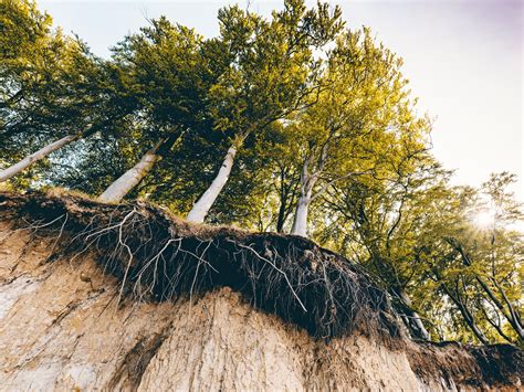 Trees Stressed By Climate Crisis Work Together To Form Resource Sharing Root Networks The