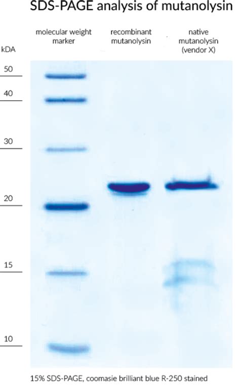 Mutanolysin Expressed In Bacteria System Geneon Bioscience
