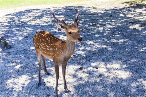 A Deer Looking At The Camera Stock Image Image Of City Local 376140583