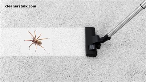 Do Vacuum Cleaners Kill Spiders Surprising Answer Cleaners Talk