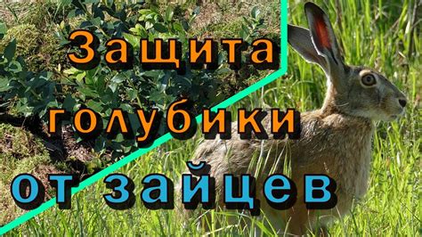 Защита голубики от зайцев - YouTube