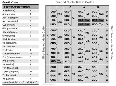 Solved This Is Your Dna “gene” Ready For Expression 3
