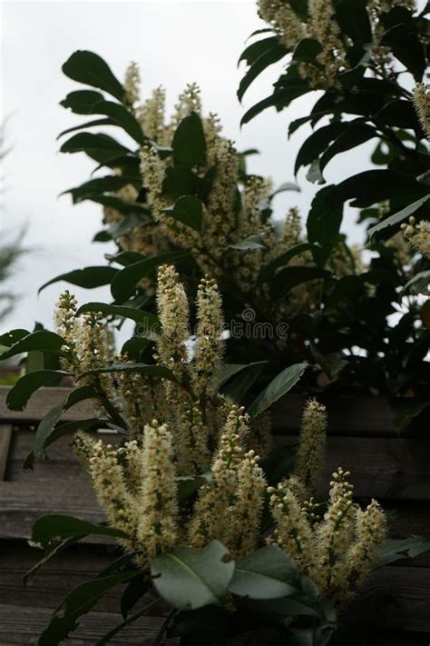 Prunus Laurocerasus In The Garden In January Prunus Laurocerasus Is An