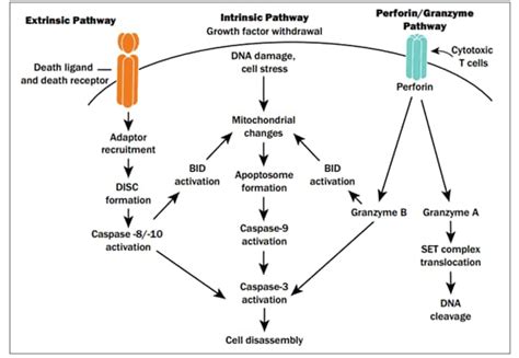 Signaling Pathway