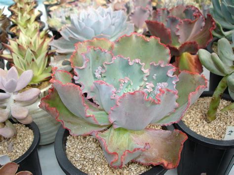 미르의농원 가을모습 2