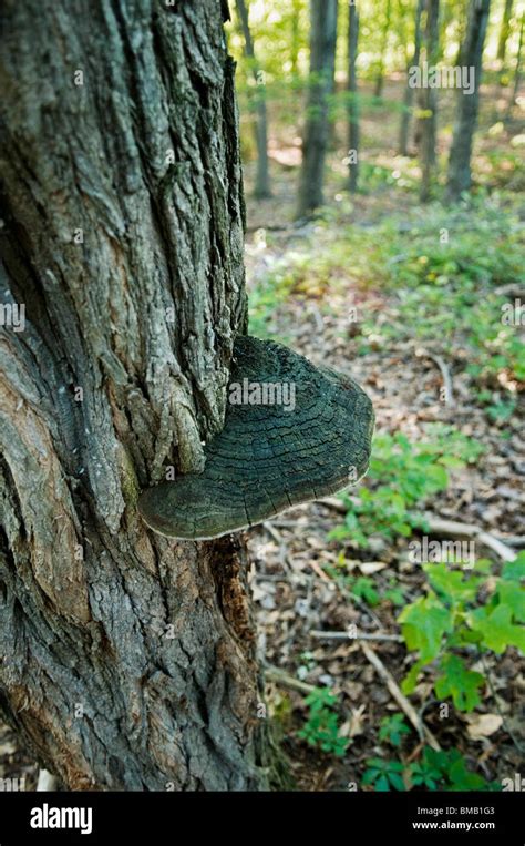 Ganoderma Applanatum Common Forest Fungus Mostly Found On Hardwood