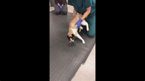 Feline Vestibular Disease Vestibular Dysfunction Is One Of The Most