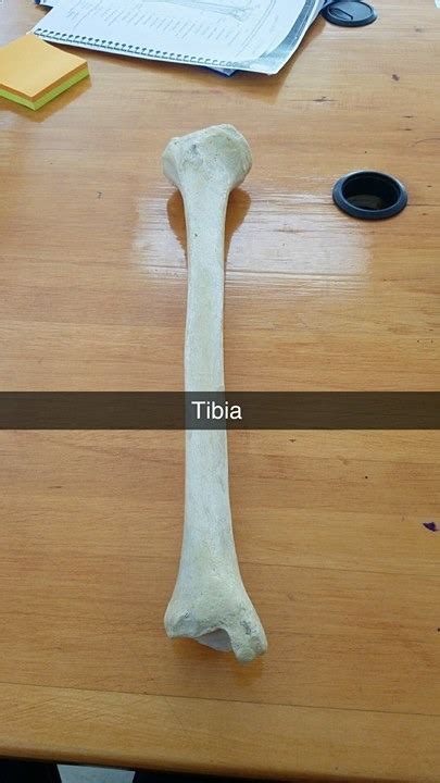 Tibia Diagram Quizlet